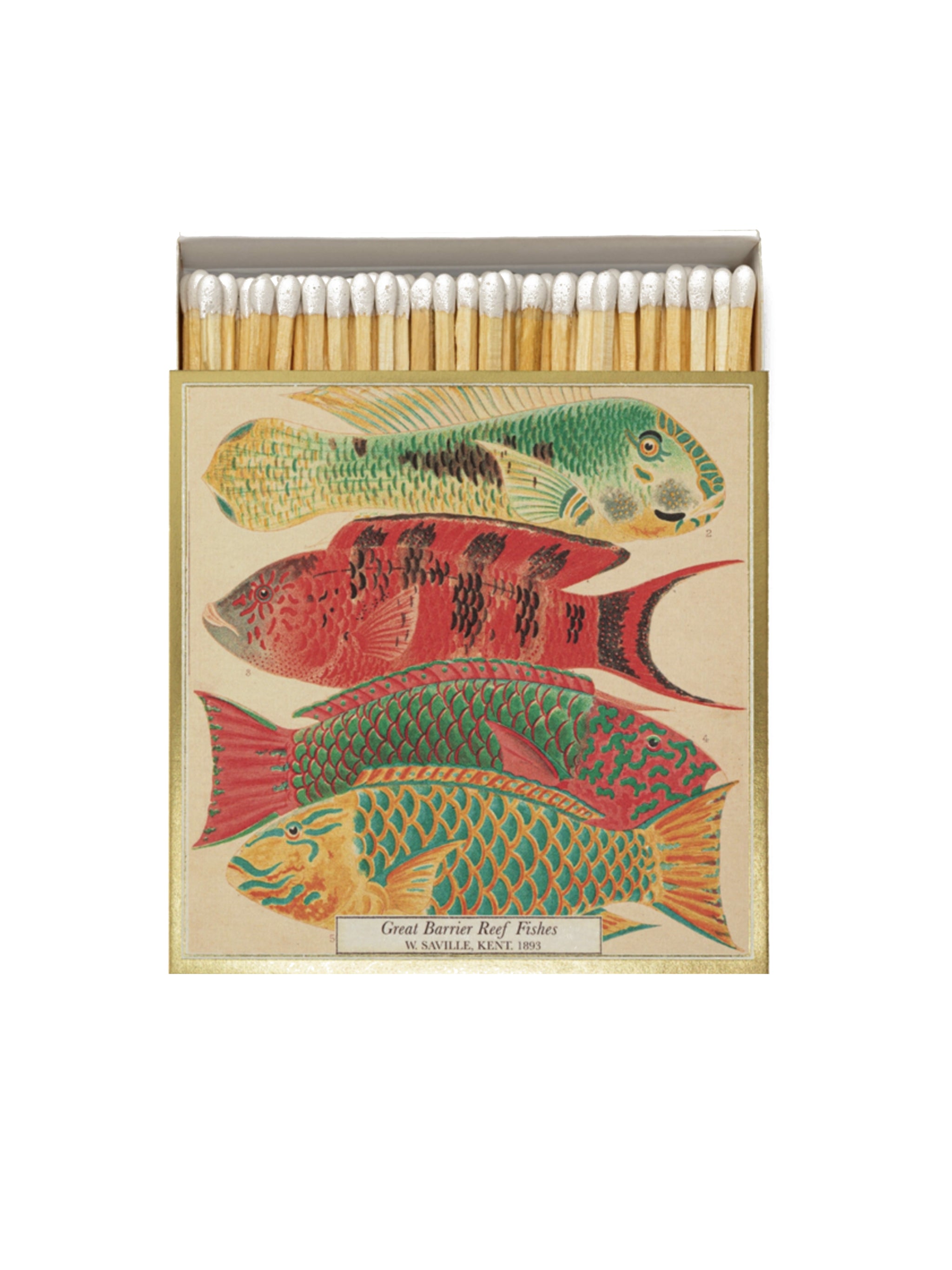 Shop the Archivist Gallery Natural History Museum Fish Matchbox at ...