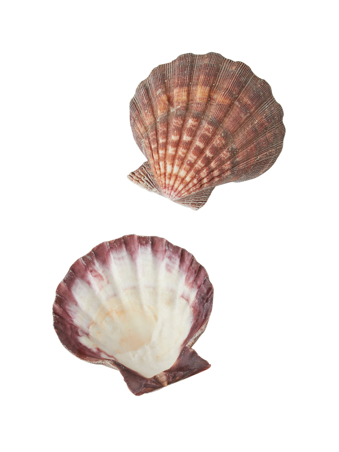 Irish Flat Scallop Shells | Table Service | Weston Table
