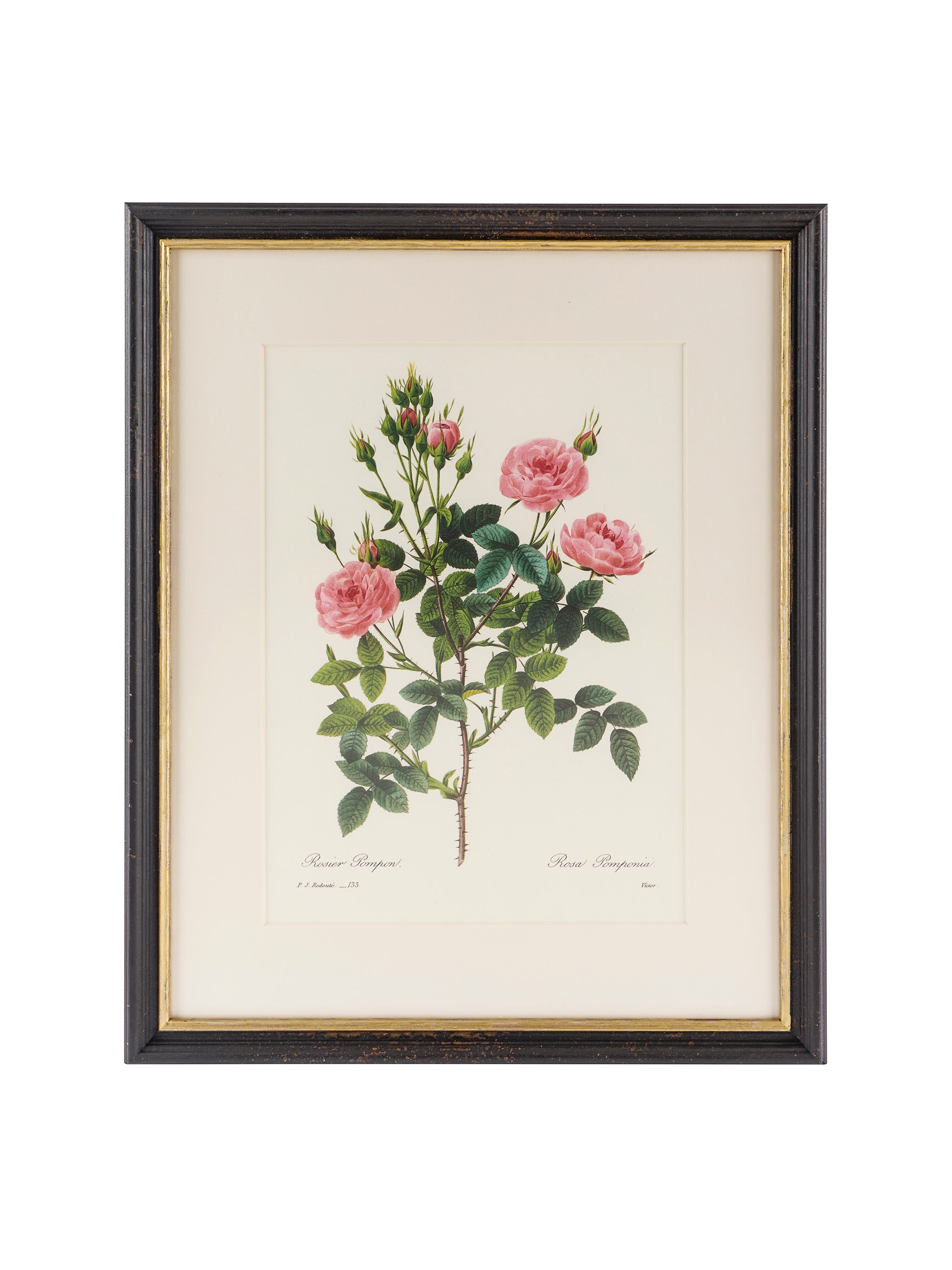 Vintage Pierre-Joseph Redouté Framed Pink Roses Book Plate | Fine Art ...