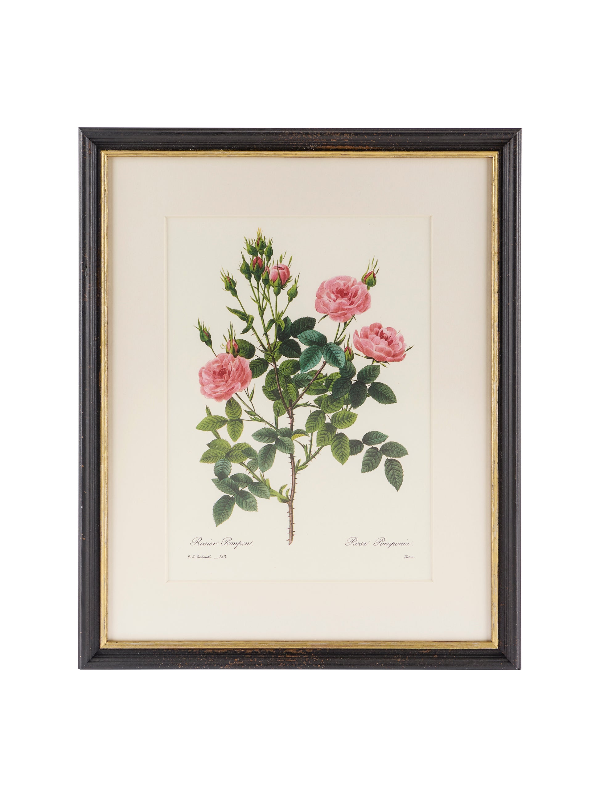 Vintage Pierre-Joseph Redouté Framed Pink Roses Book Plate | Fine Art ...